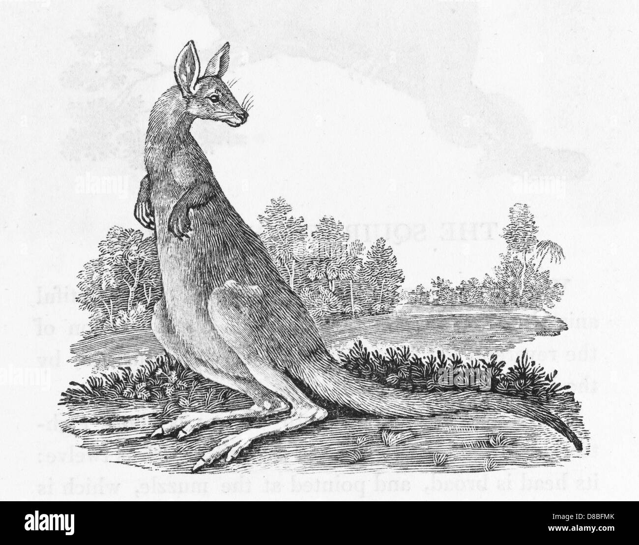 Joseph banks kangaroo hi-res stock photography and images - Alamy