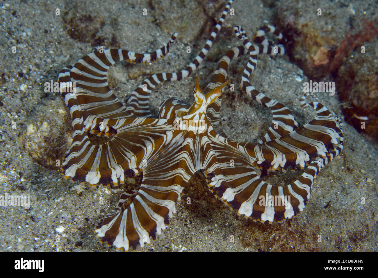 Wonderpus wunderpus photogenicus hi-res stock photography and images ...