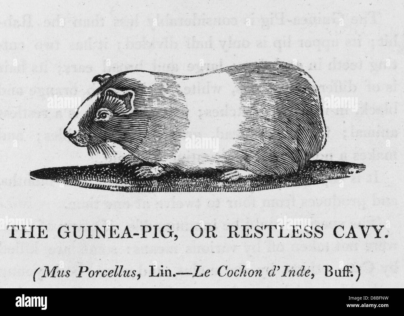 Guinea Pig Bewick Stock Photo - Alamy