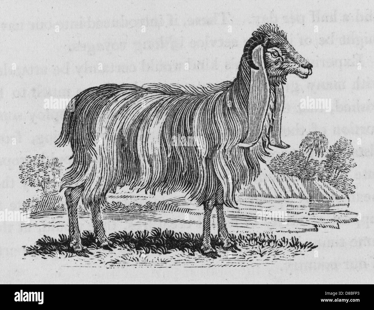 SYRIAN GOAT (BEWICK Stock Photo - Alamy