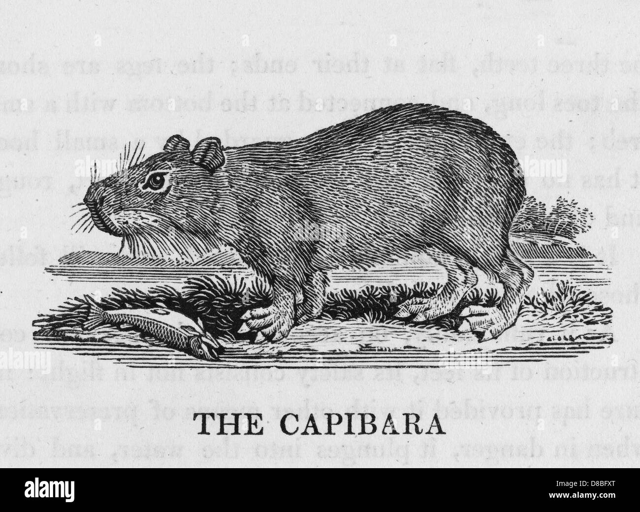 Capybara capybara Black and White Stock Photos & Images - Alamy