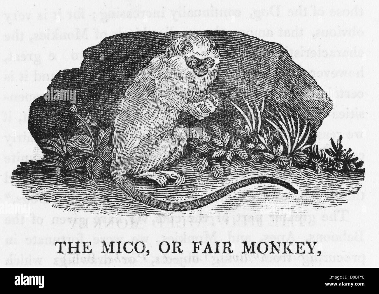 Mico monkey Black and White Stock Photos & Images - Alamy