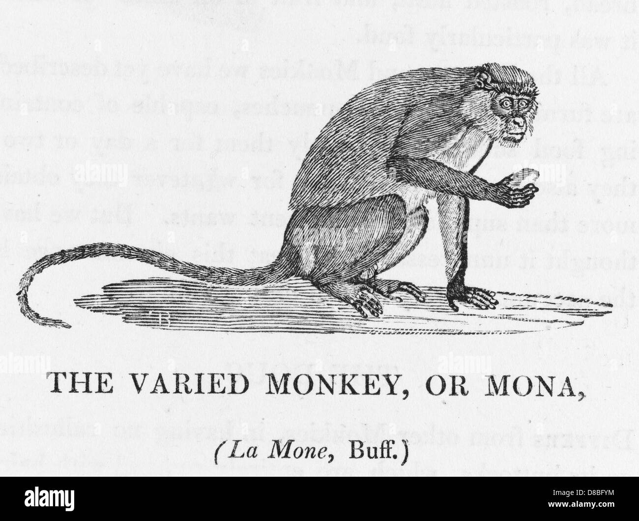 Varied monkey hi-res stock photography and images - Alamy