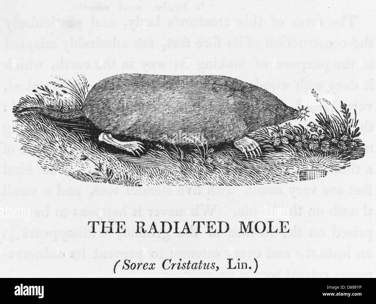 Common mole Black and White Stock Photos & Images - Alamy
