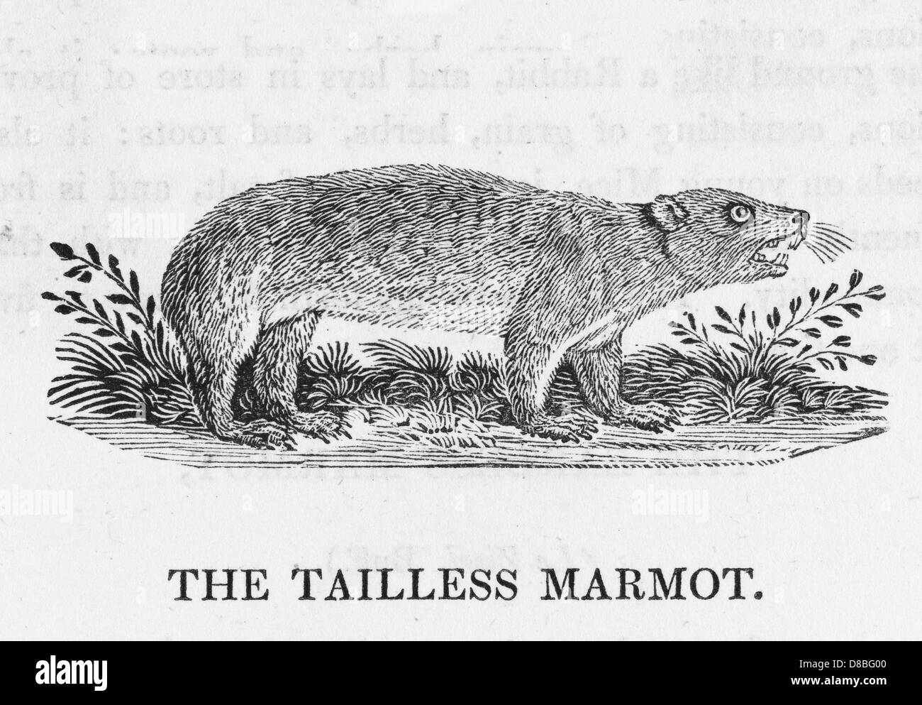 Marmot tail hi-res stock photography and images - Alamy
