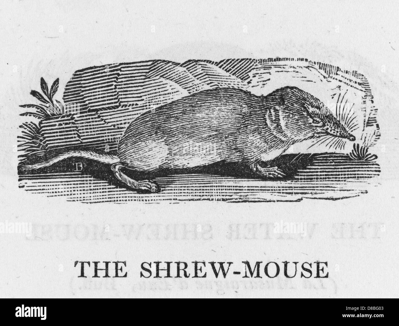 Shrew mouse hi-res stock photography and images - Alamy