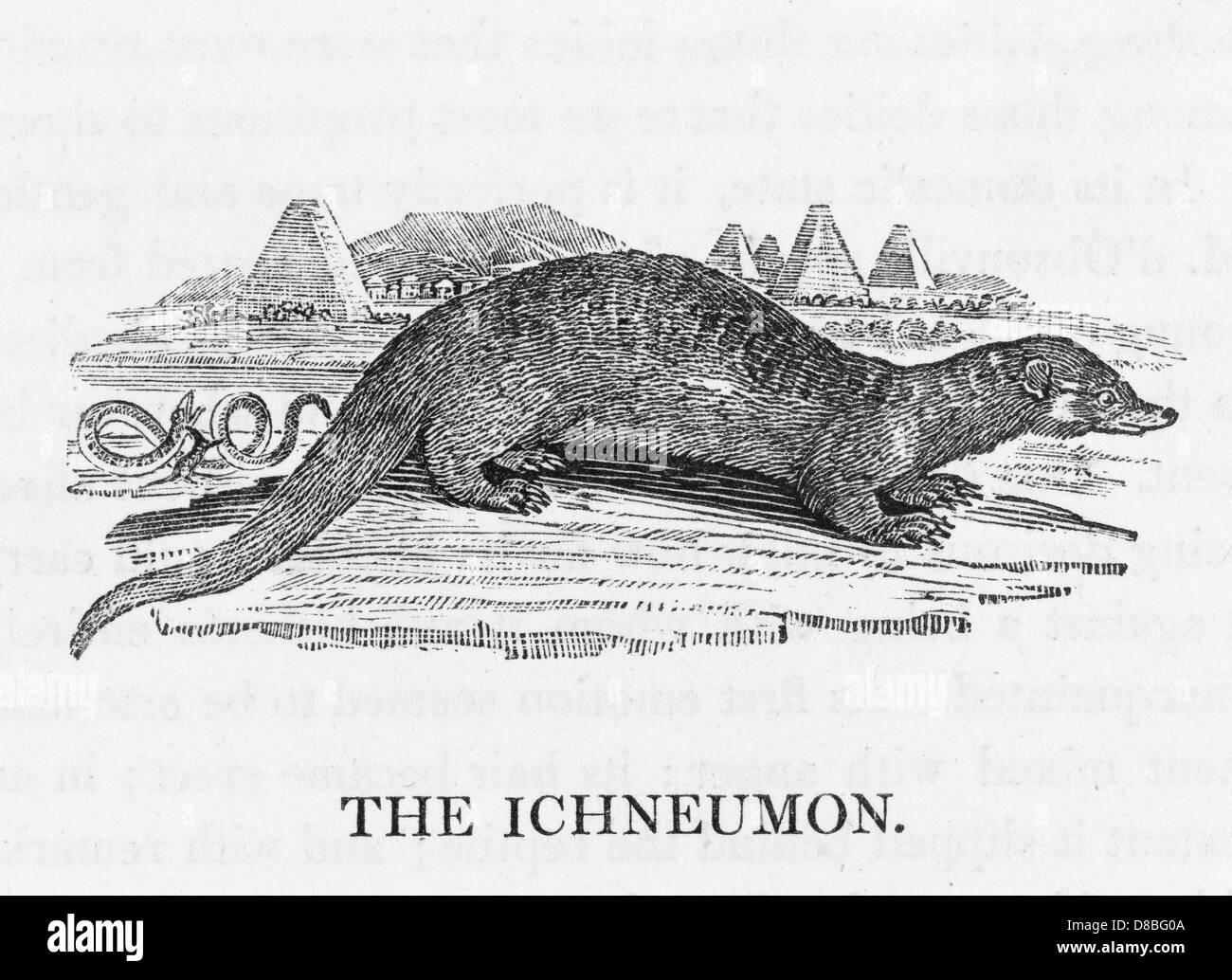 Bewick house hi-res stock photography and images - Alamy