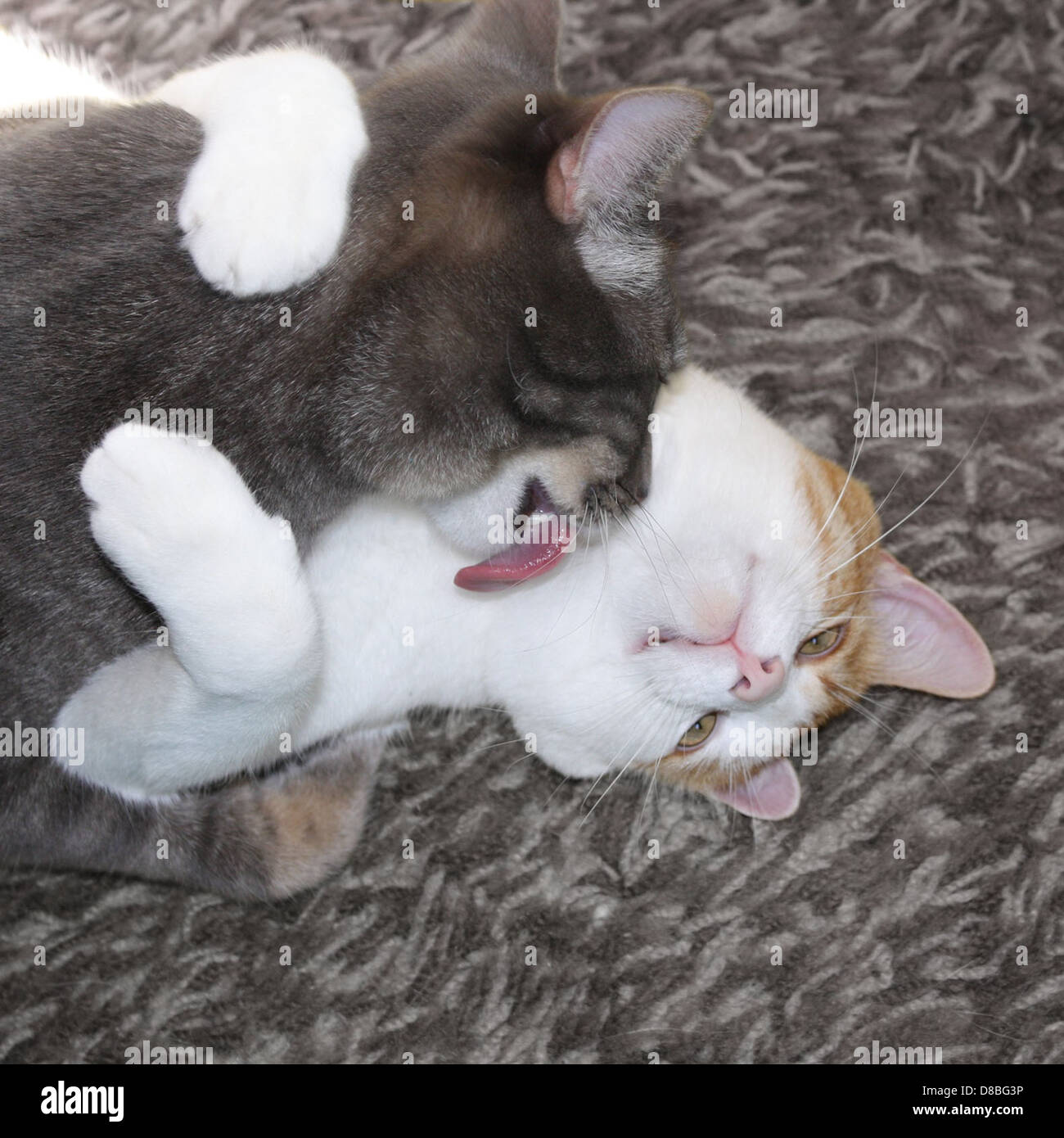 Two kittens are seen playfully kissing, capturing a moment of affection ...