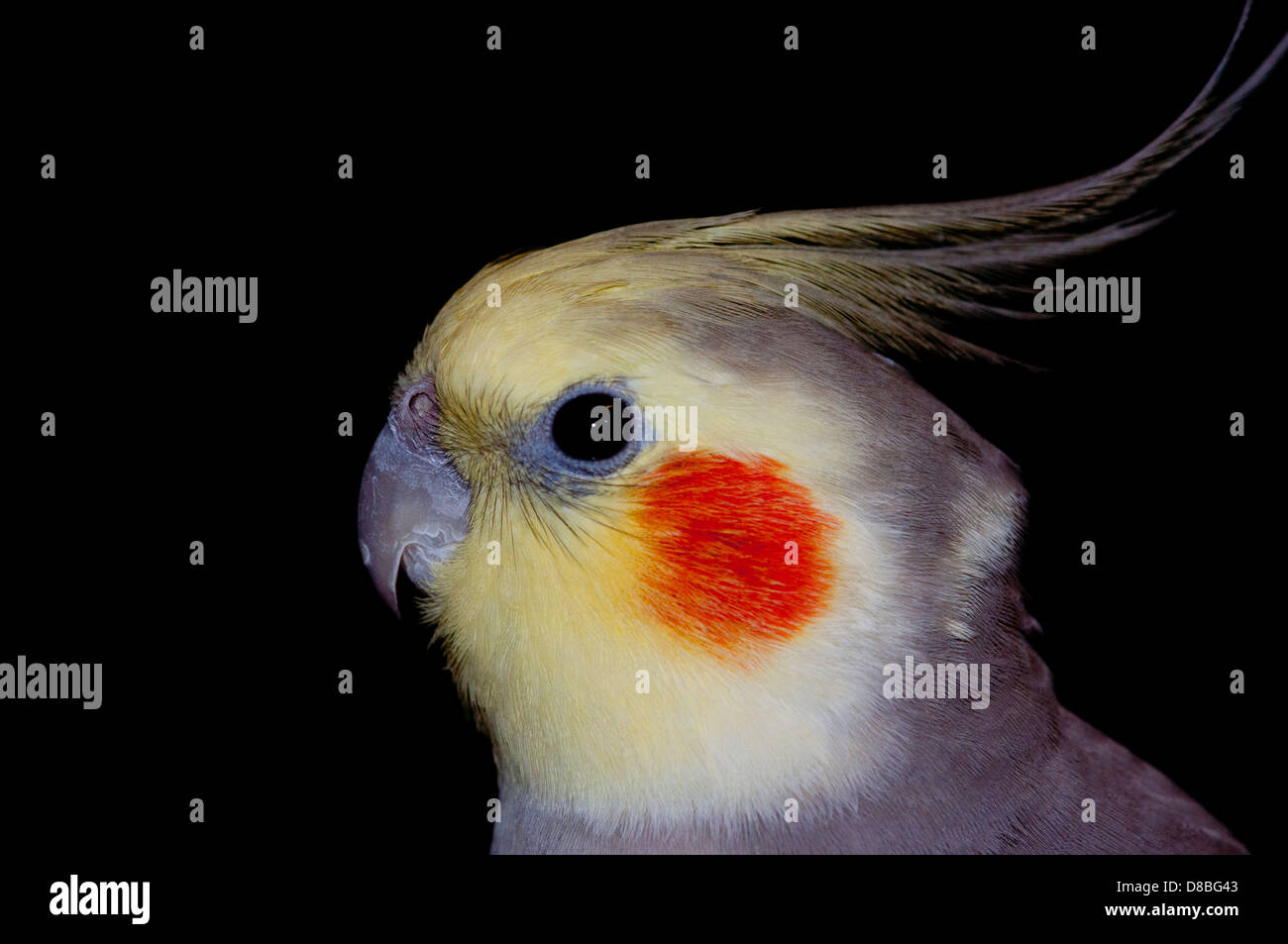 Close-up of a Cockatiel Stock Photo - Alamy