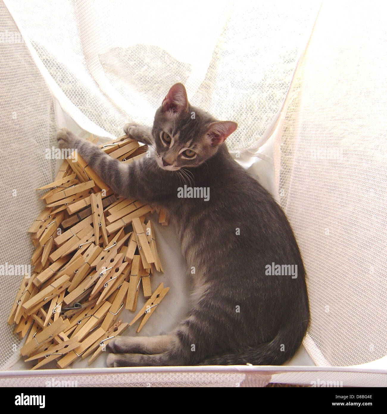 A playful kitten rests in a laundry basket filled with soft clothes ...
