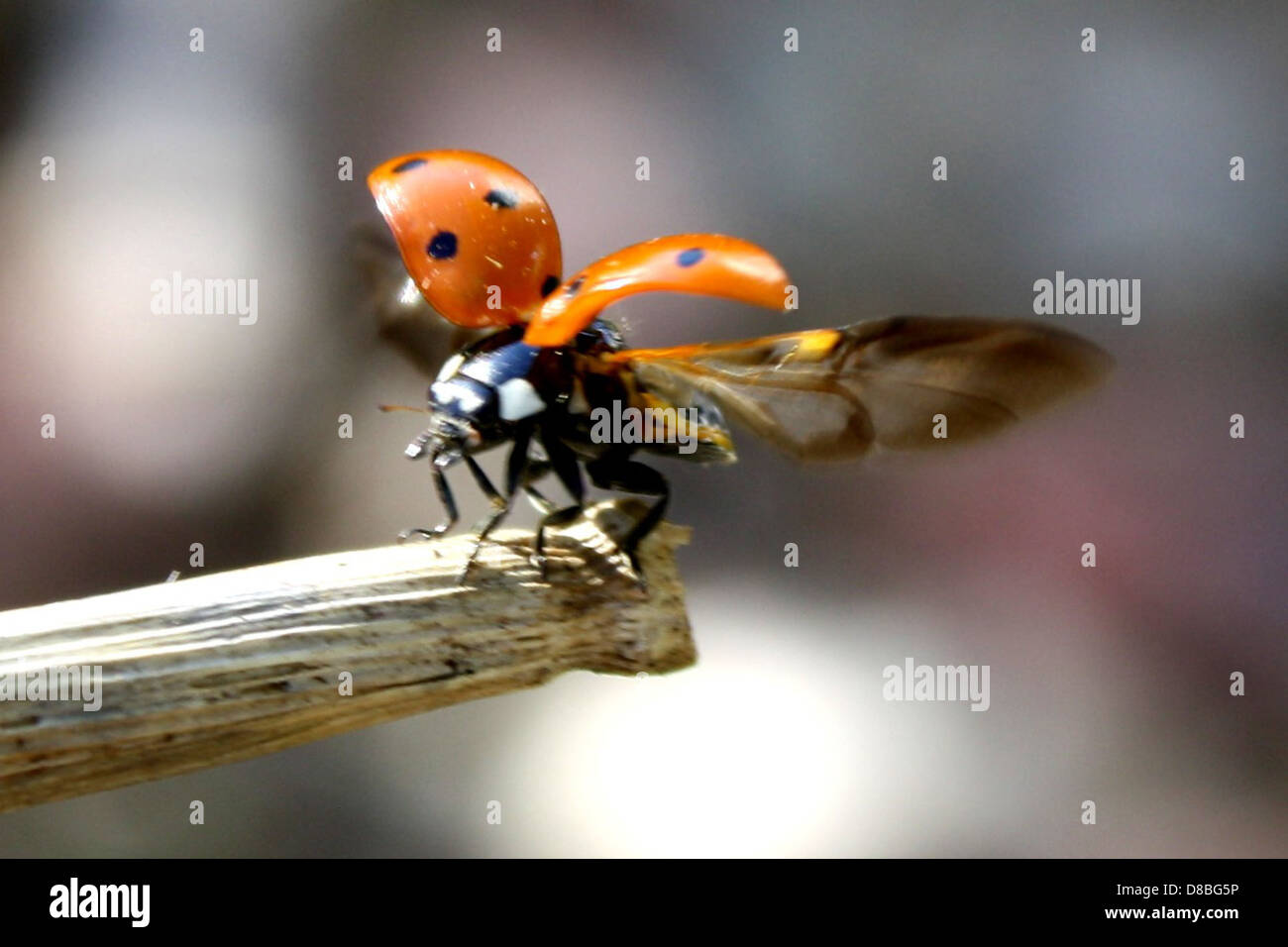 A close-up image of a ladybug spreading its wings and preparing to take ...