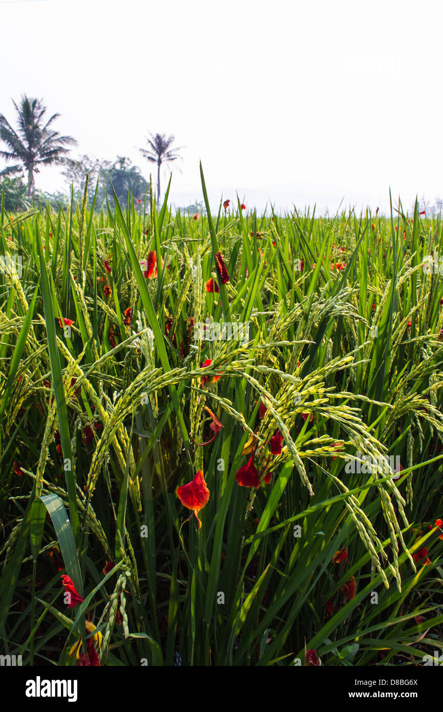 Red flowers falling rice fields Stock Photo - Alamy