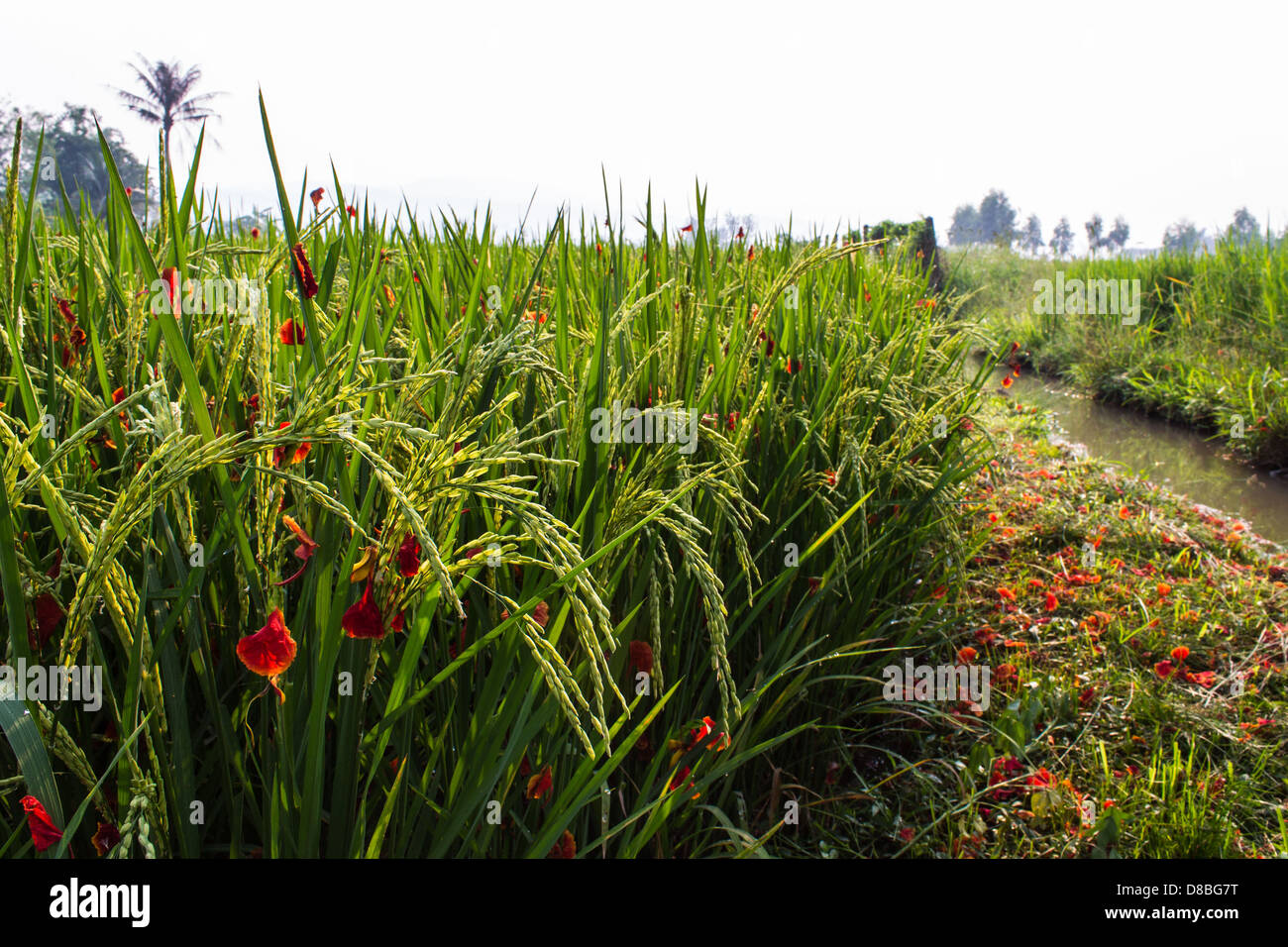 Green fresh rice fields Stock Photo - Alamy