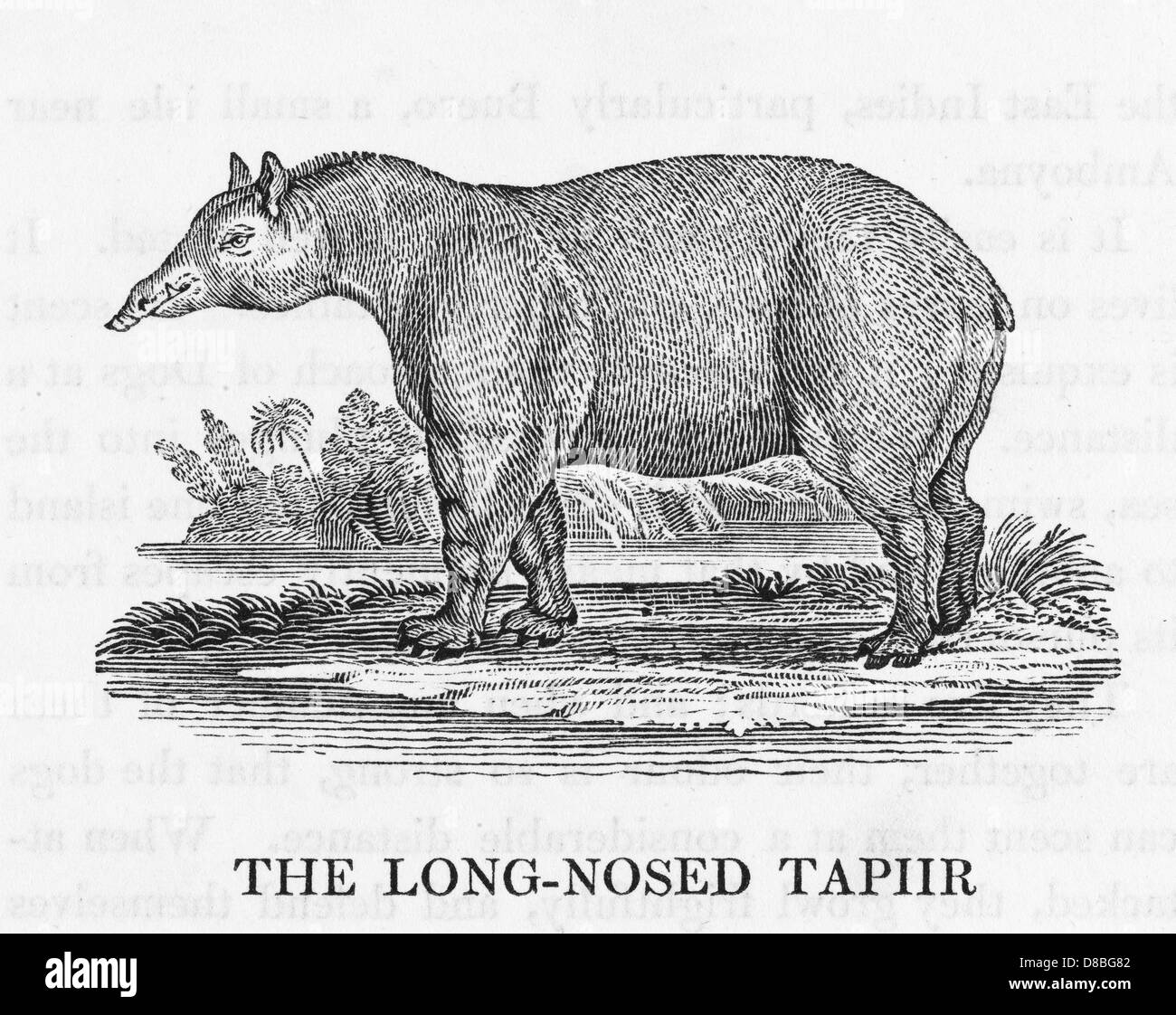 BEWICK / TAPIR Stock Photo - Alamy