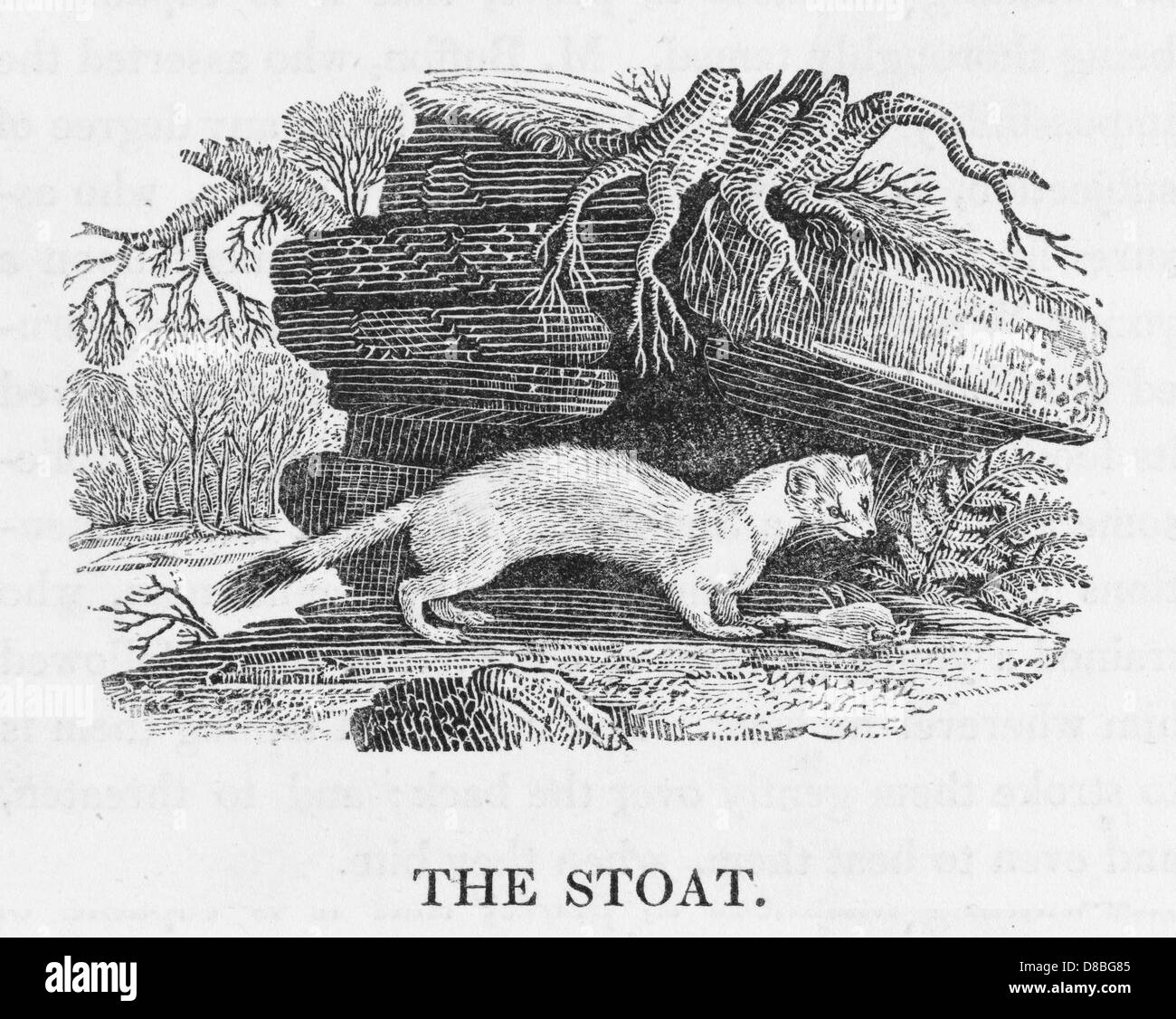 BEWICK / STOAT Stock Photo - Alamy