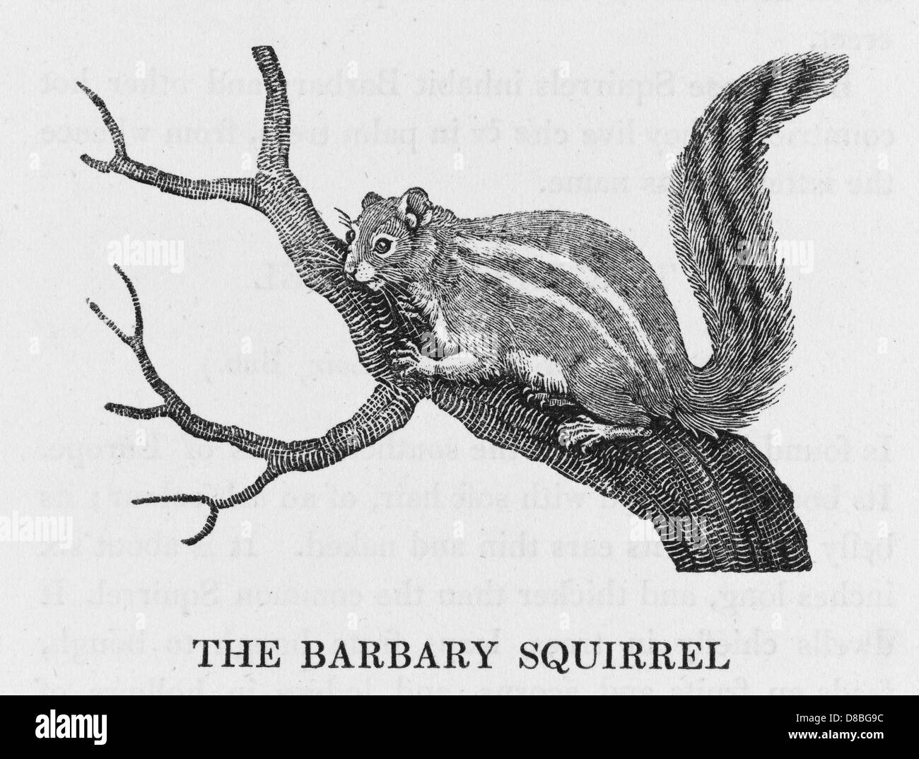 BEWICK / BARB. SQUIRREL Stock Photo - Alamy