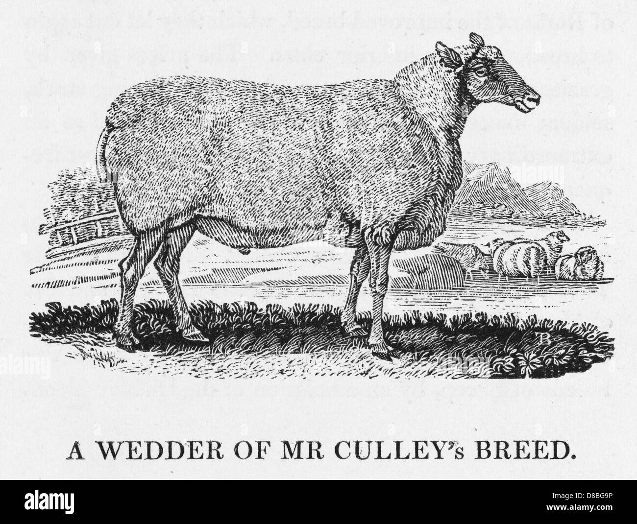 BEWICK - WEDDER SHEEP Stock Photo - Alamy