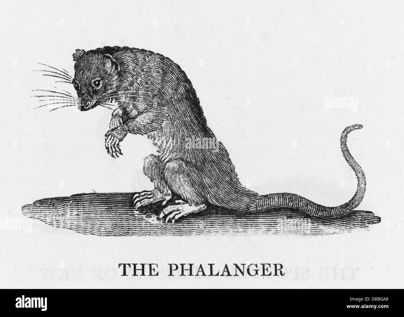 Phalanger Orientalis High Resolution Stock Photography and Images - Alamy