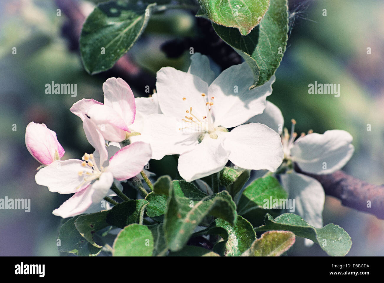 white flower of a blooming apple tree, spring Stock Photo - Alamy