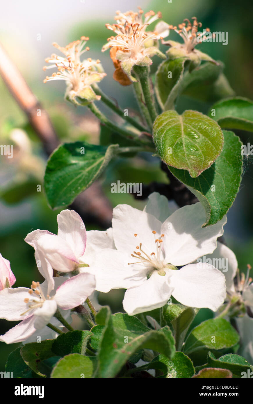 white flower of a blooming apple tree, spring Stock Photo - Alamy
