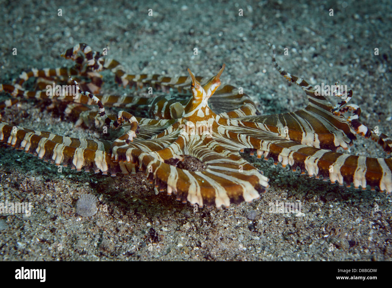 Octopus ambon indonesia hi-res stock photography and images - Alamy