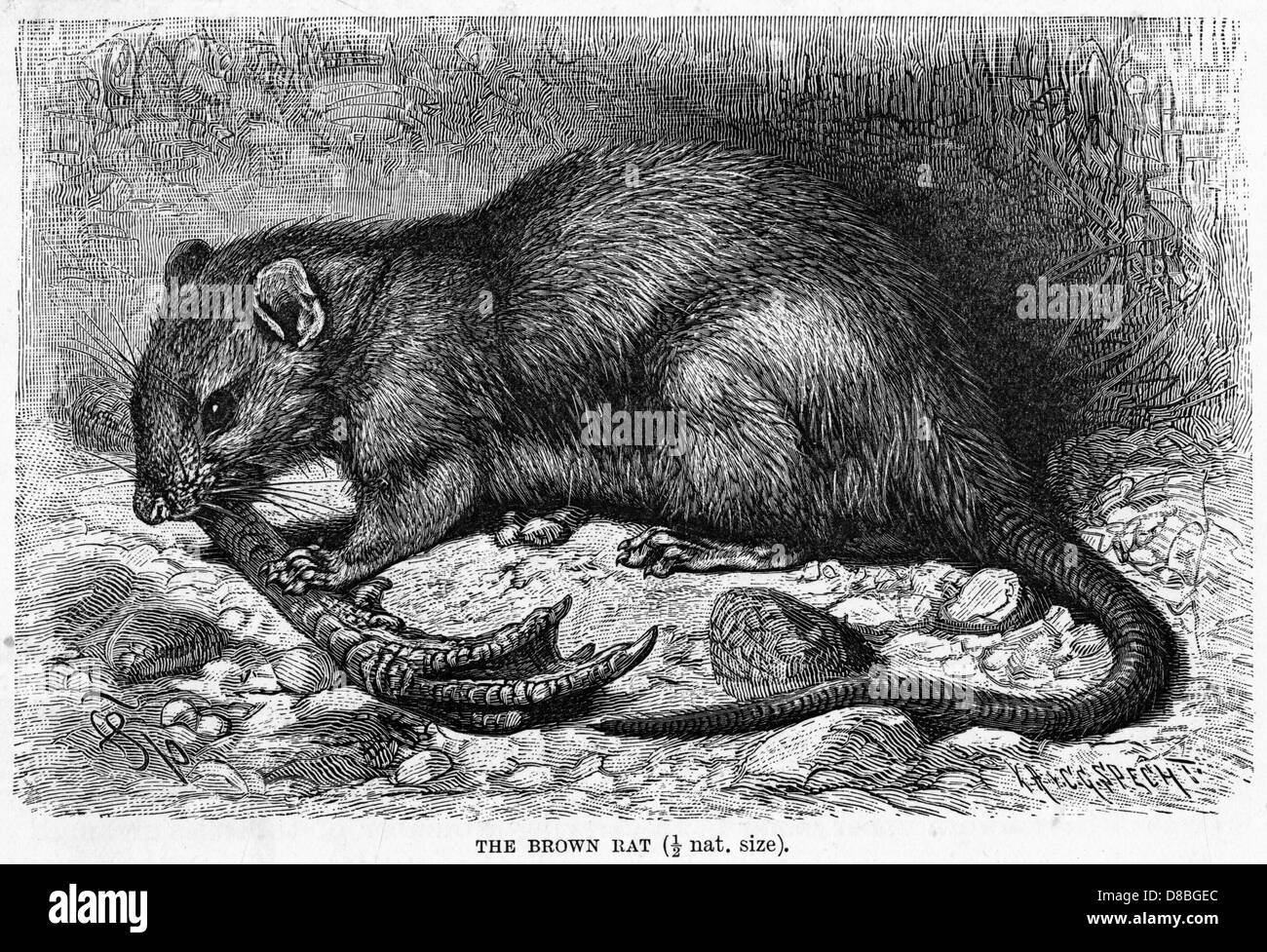 A jutía or tree rat Black and White Stock Photos & Images - Alamy
