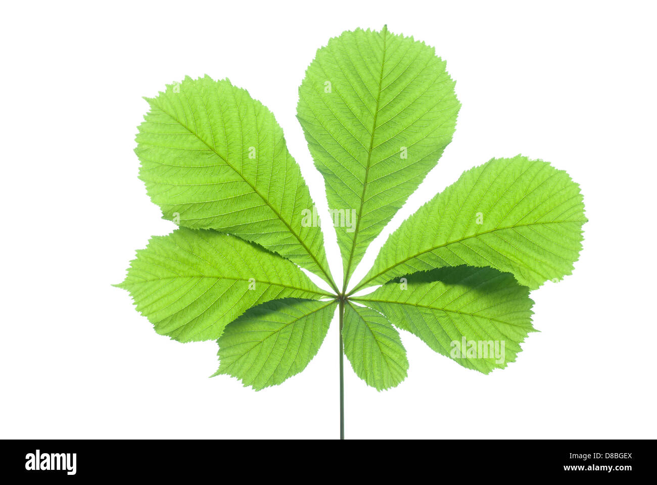 Spring green leaf in Cut Out Stock Images & Pictures - Alamy
