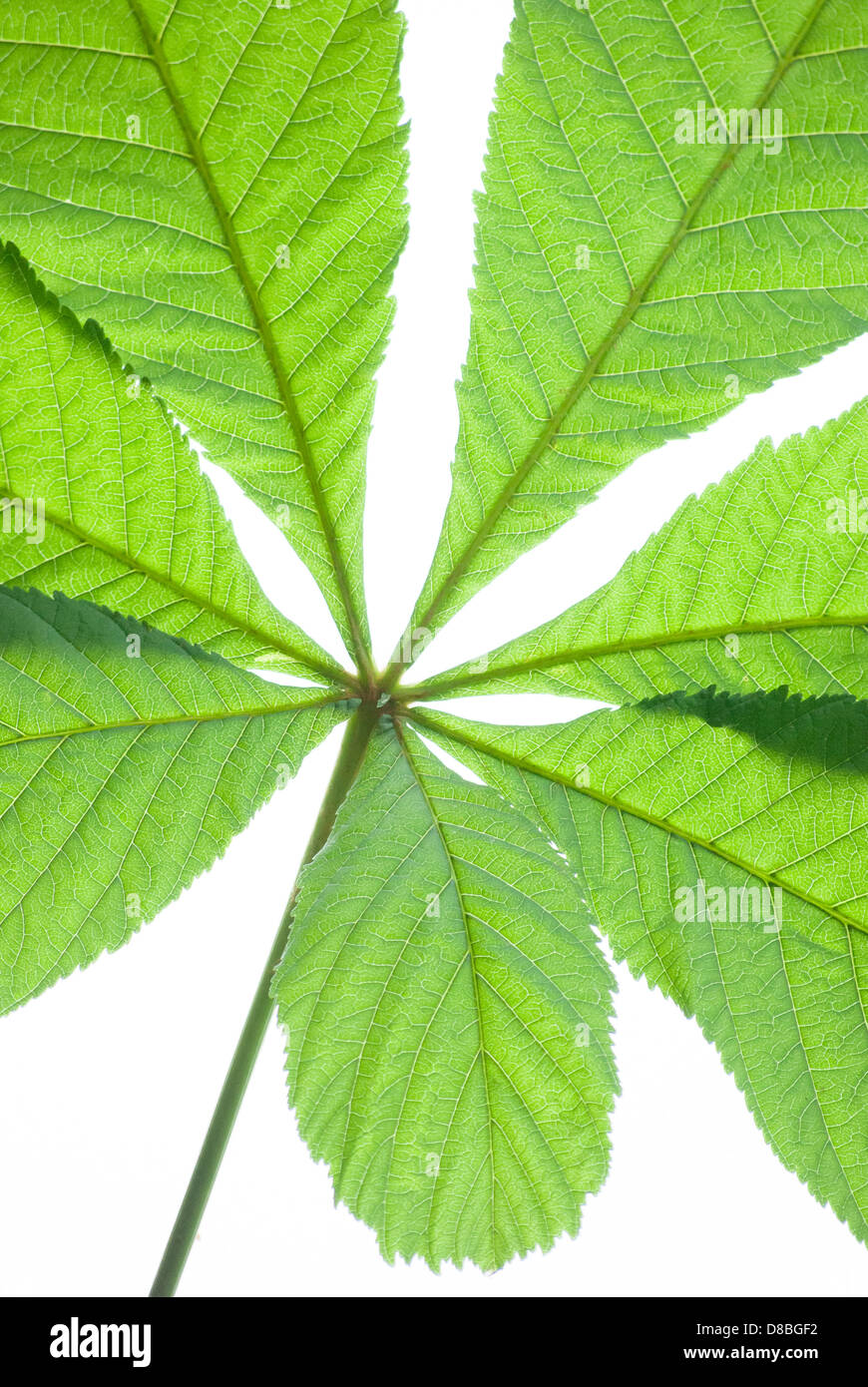 Chestnut leaf hi-res stock photography and images - Alamy
