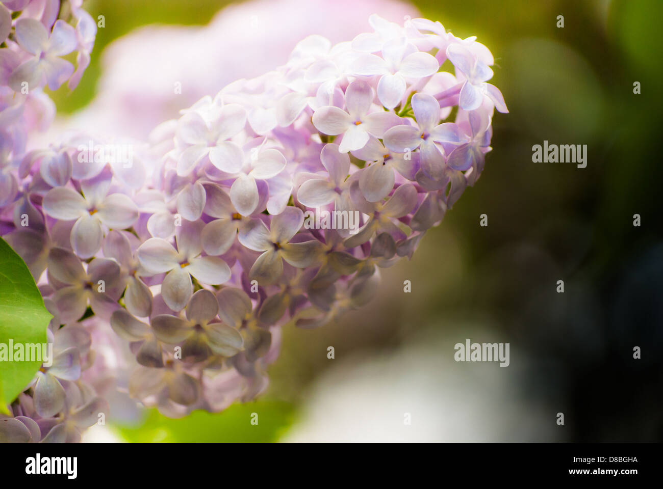 Light lilac color hi-res stock photography and images - Alamy