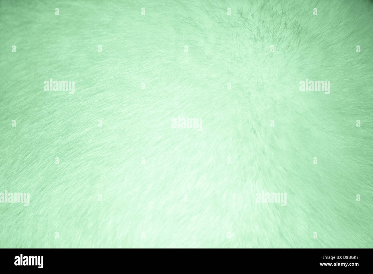 A close-up image of light green fur texture. The fur has soft, fine ...