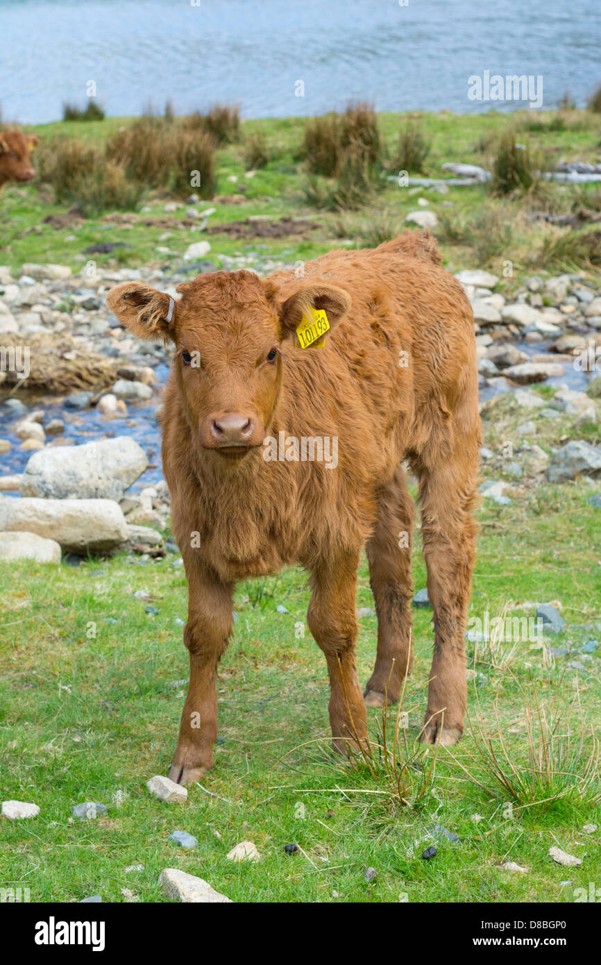 Beef cattle, Calf beside Loch Ba on the Ben more estate, Isle of Mull ...