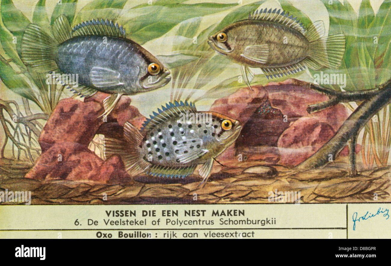 NEST-MAKING FISH - 6 Stock Photo - Alamy