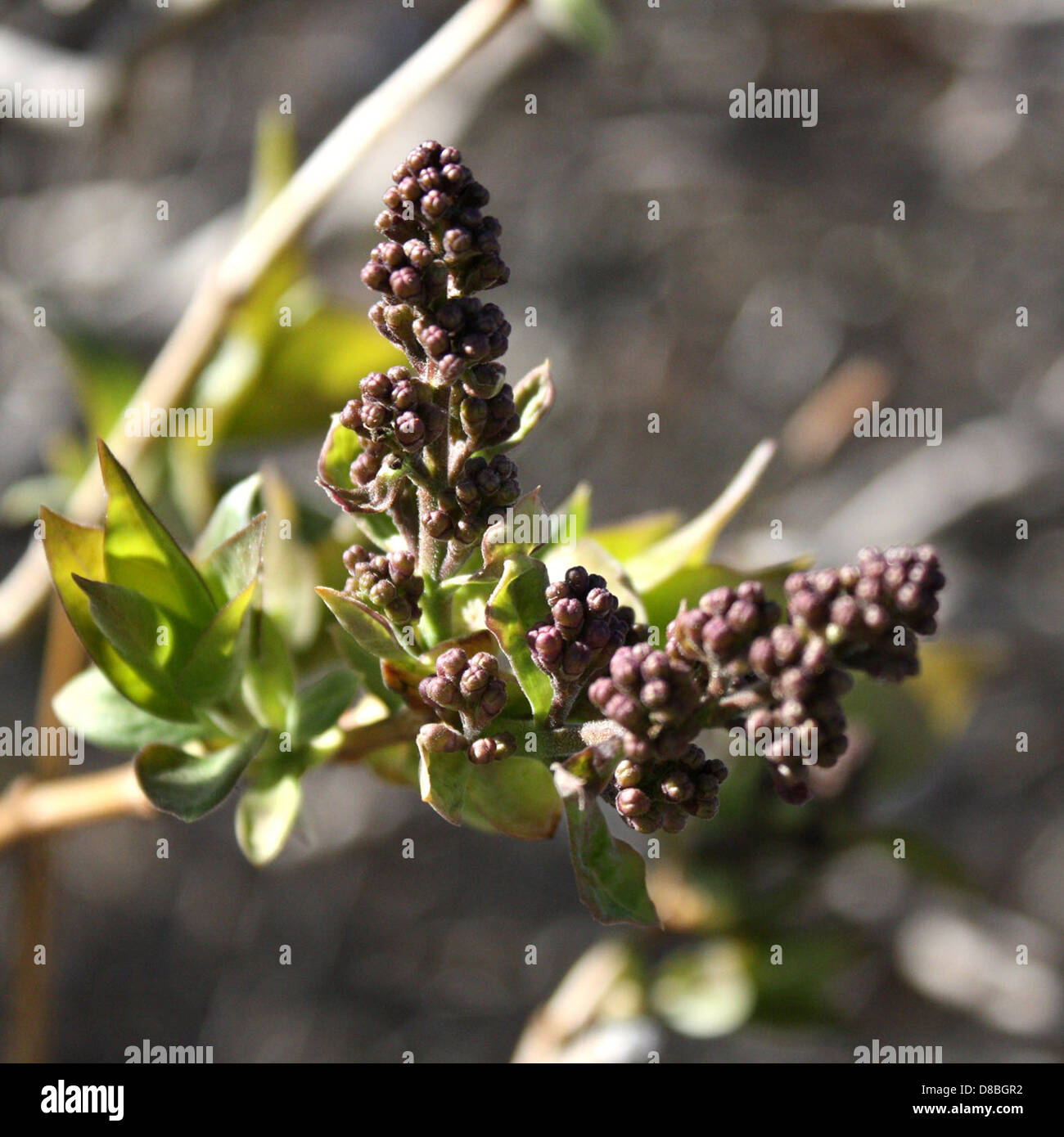 This image shows close-up lilac flower buds before blooming. Lilacs are ...
