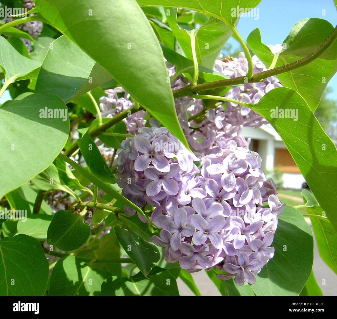 A close-up of lilac flowers in full bloom, revealing their soft purple ...