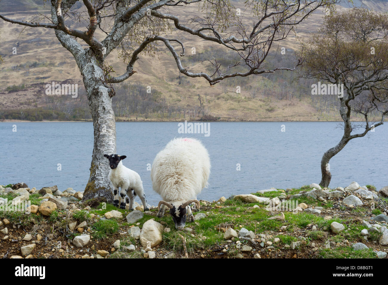 Ewe and lamb, on the shore of Loch Ba on the Ben more estate, Isle of ...