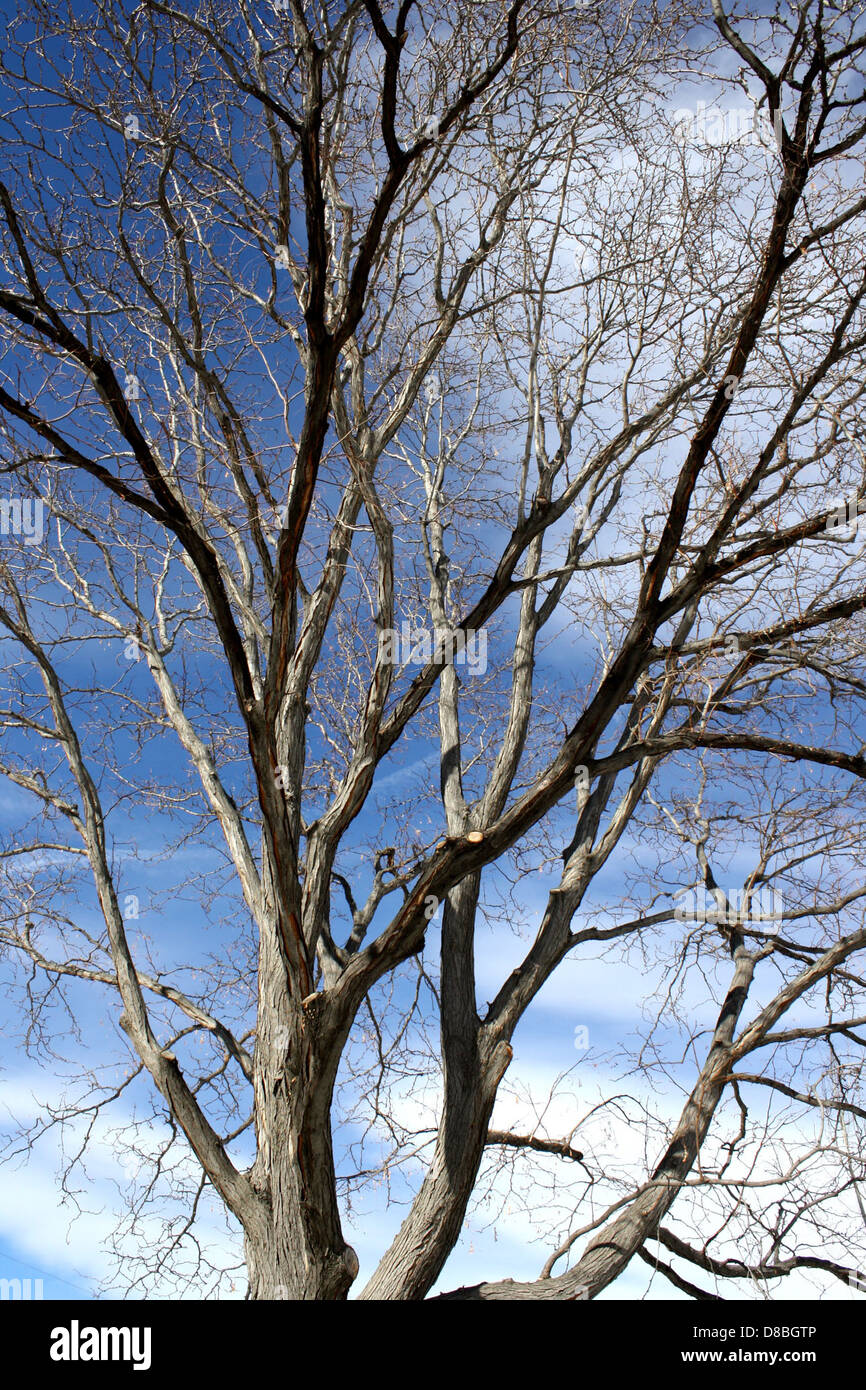 Locust winter hi-res stock photography and images - Alamy