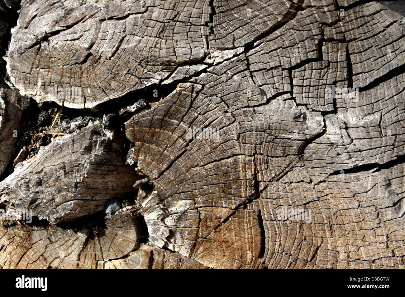 A close-up view of the end of a log, highlighting the texture and ...