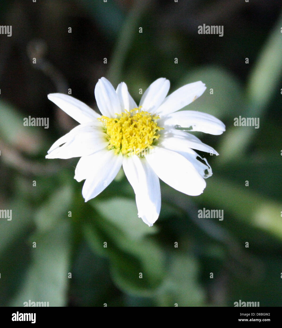 A single daisy standing alone in a grassy field. The flower's white ...