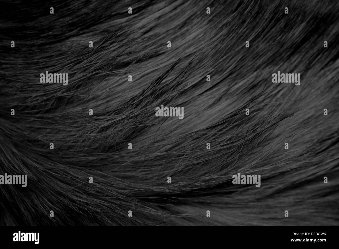 long haired black cat fur texture Stock Photo - Alamy