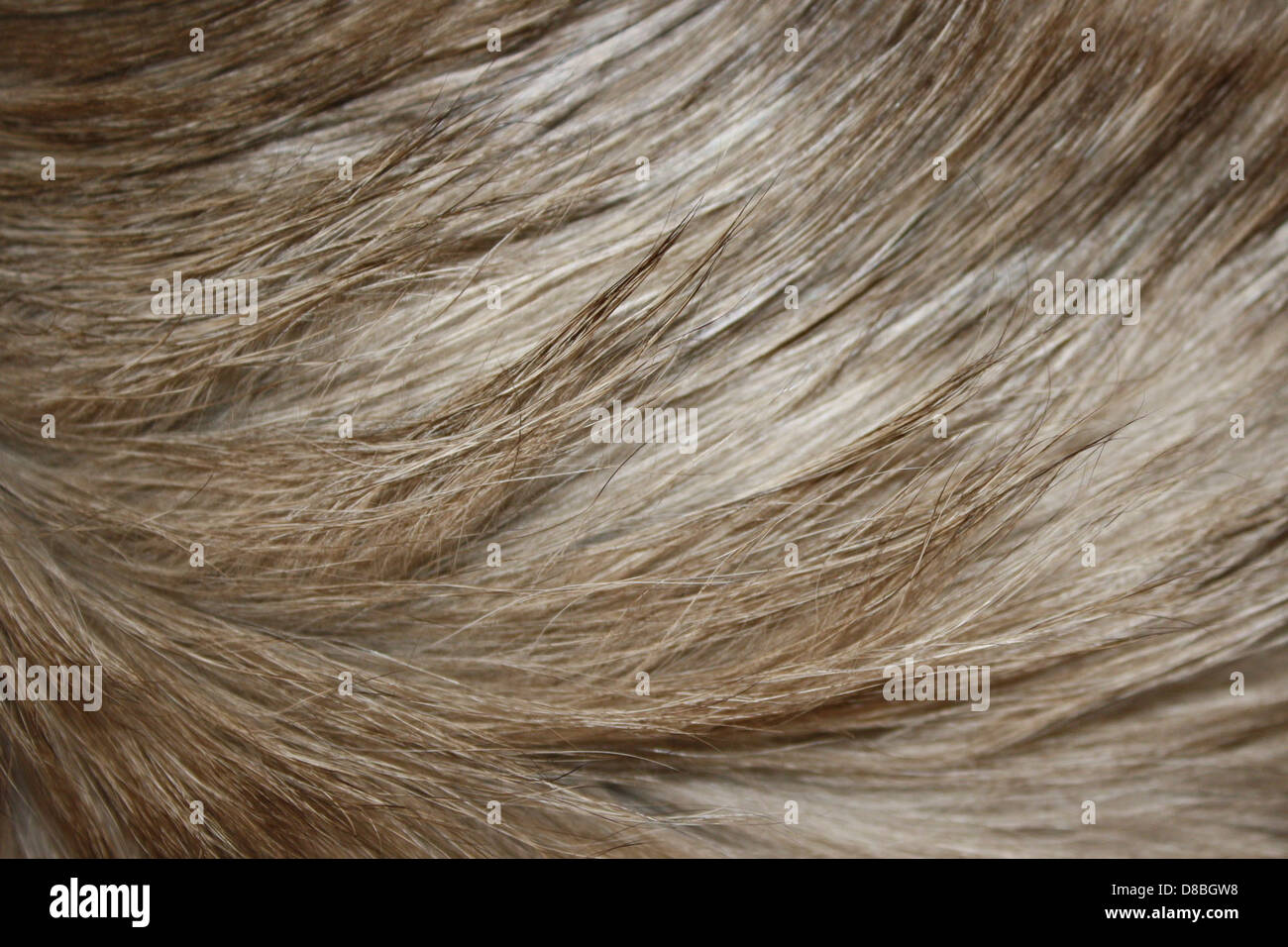 A close-up shot of long-haired cat fur, emphasizing the soft, silky ...