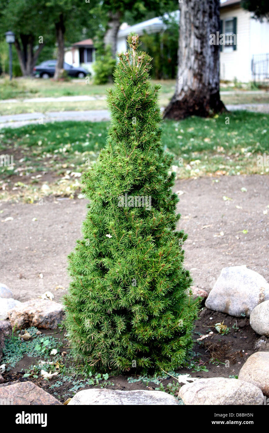 A miniature pine tree, often used in bonsai or as an ornamental indoor ...