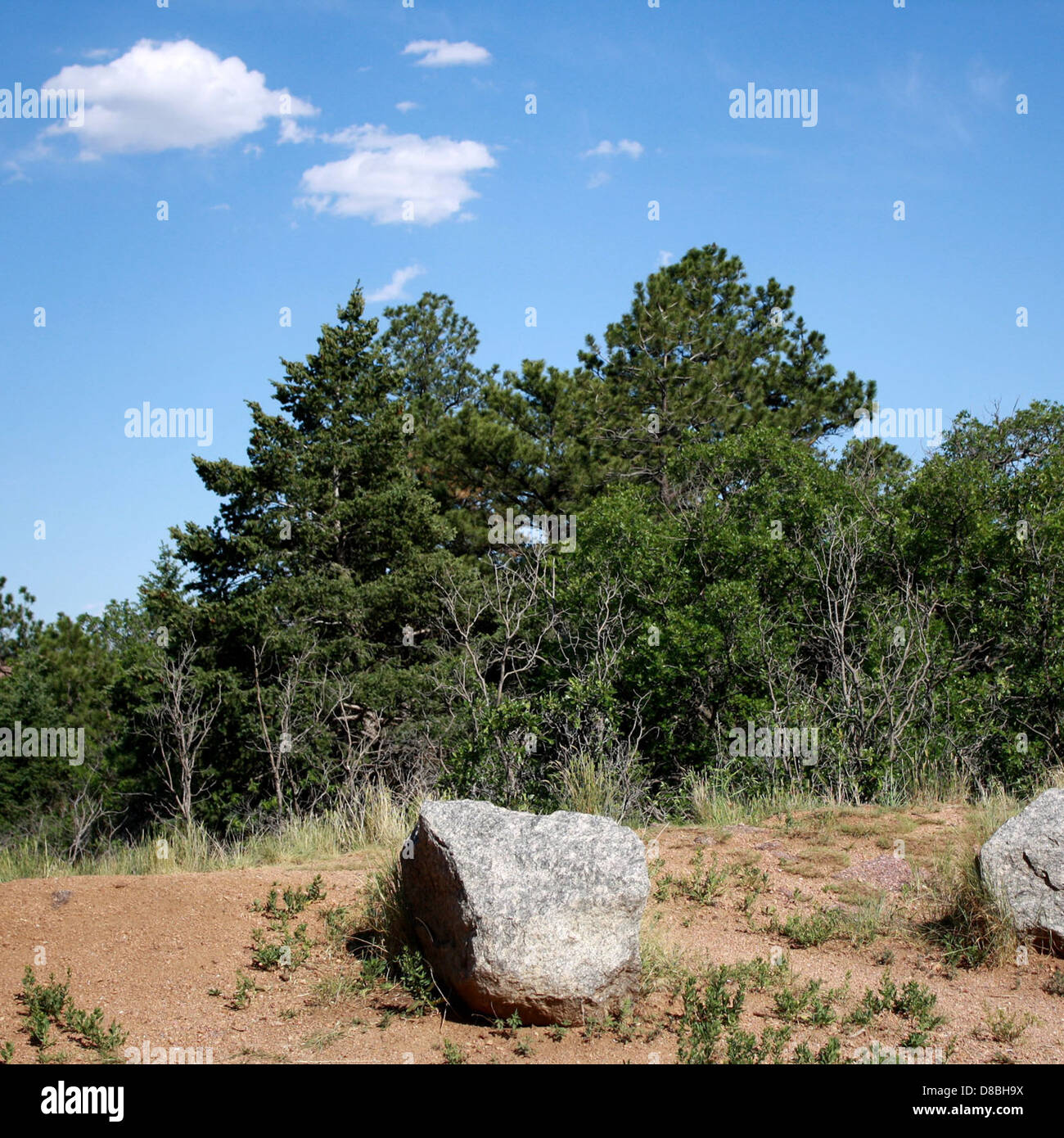 A view of mountain pine trees and scrub oak in a mountainous terrain ...