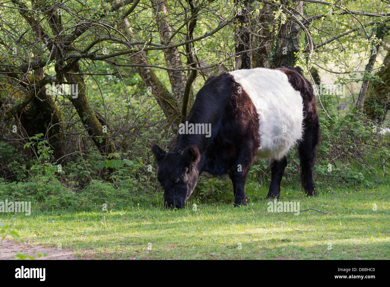 Belted Galloway cow in the Devonshire countryside. Devon, England Stock ...