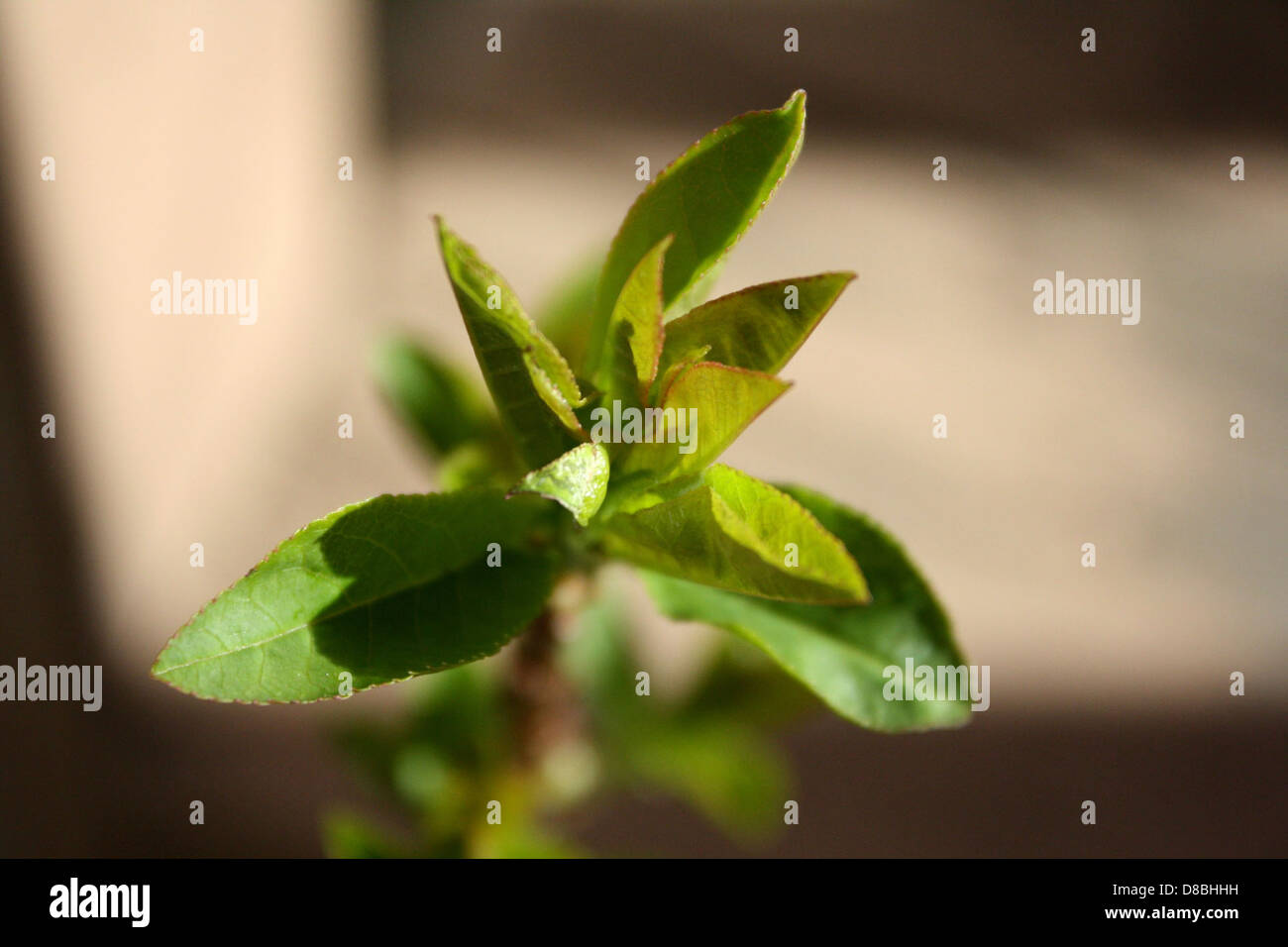 New spring leaves emerge on a plant, showing their fresh green color ...