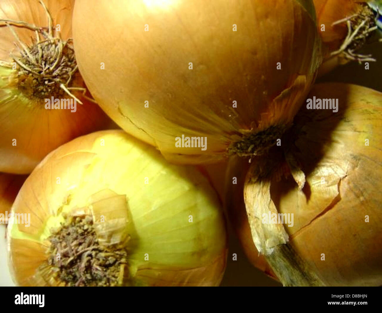 A closeup of onions shows their layered, papery skin and bulbous ...