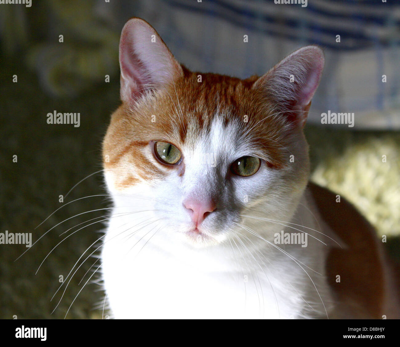 Highlighting distinct patterns hi-res stock photography and images - Alamy