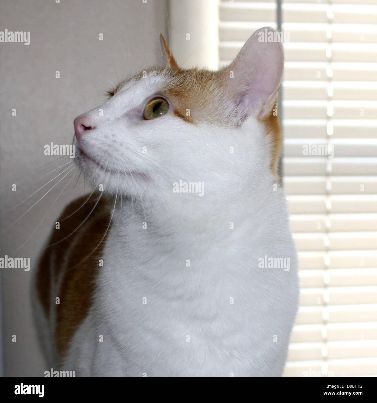 This image features an orange and white cat gazing to the side. The cat ...