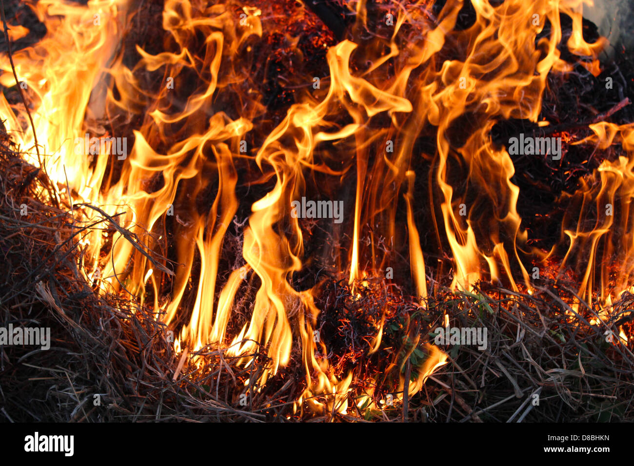 body of flame inflaming in a forest Stock Photo - Alamy