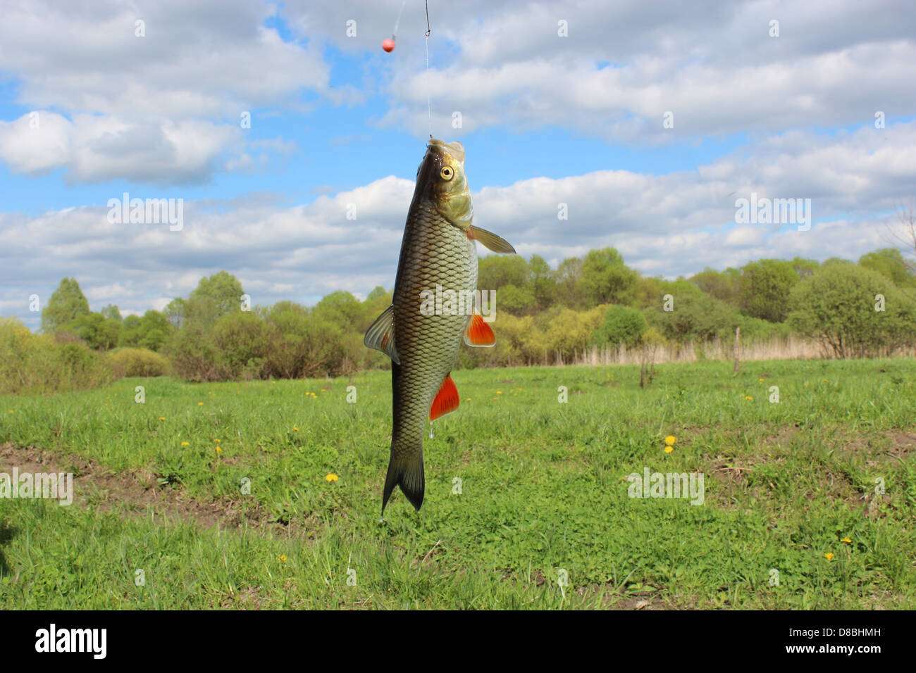Chub fish hi-res stock photography and images - Alamy