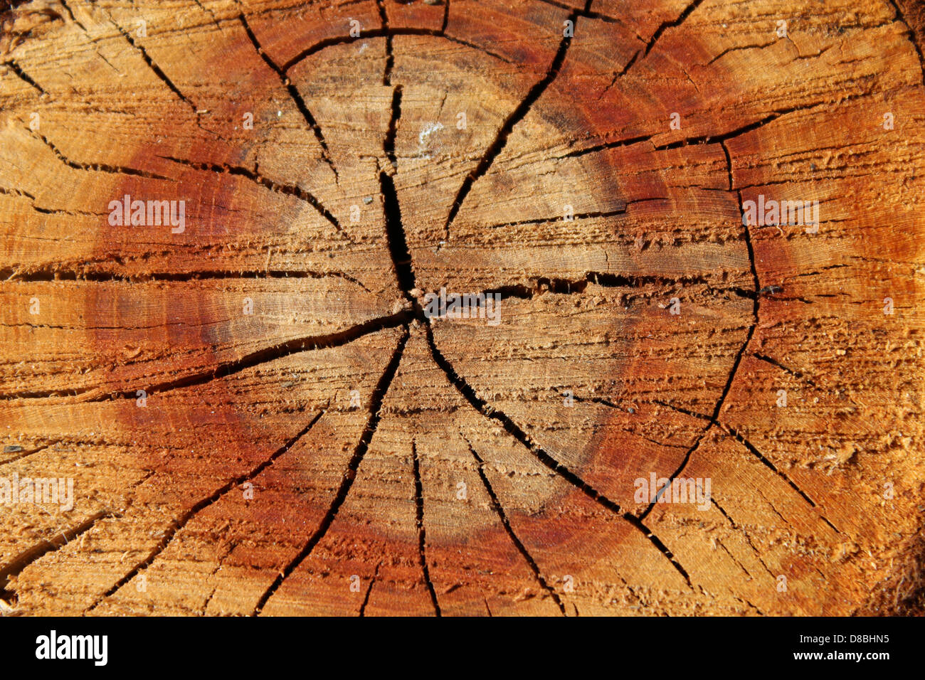 Pattern of dark wooden on a cut of the tree Stock Photo - Alamy